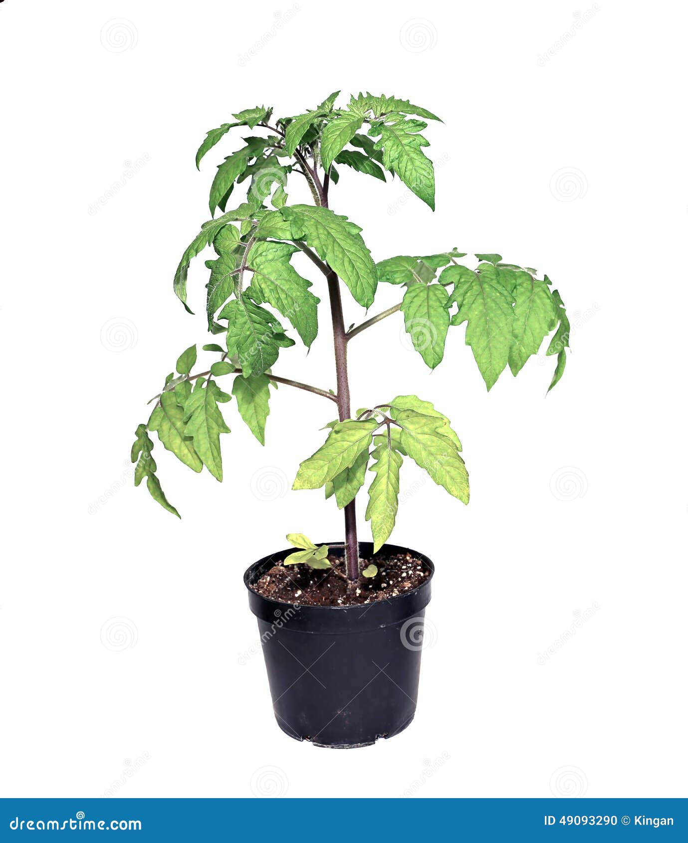 Young tomato sprout stock photo. Image of greens, plant - 49093290