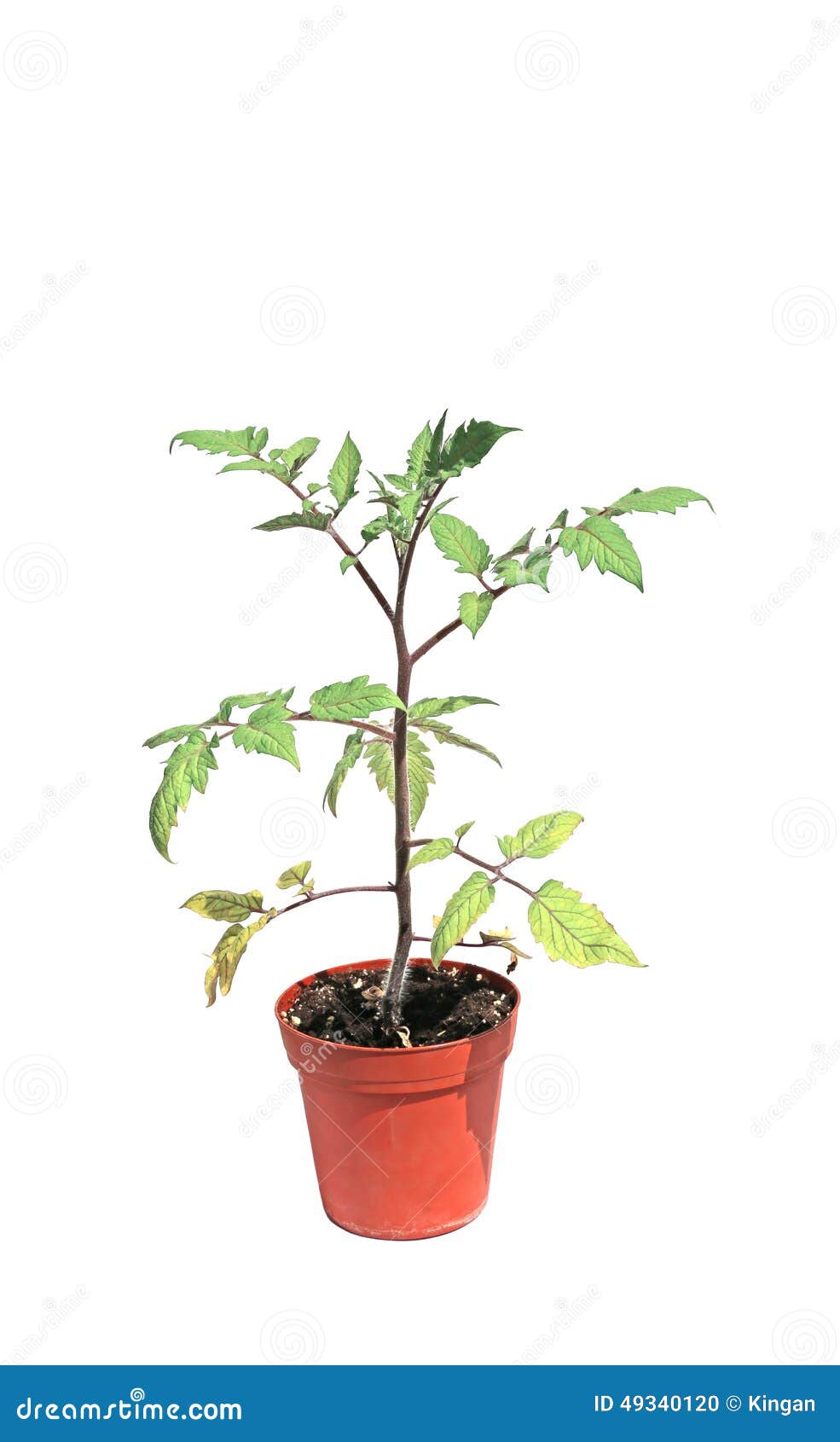 Young tomato sprout stock photo. Image of sprout, isolated - 49340120
