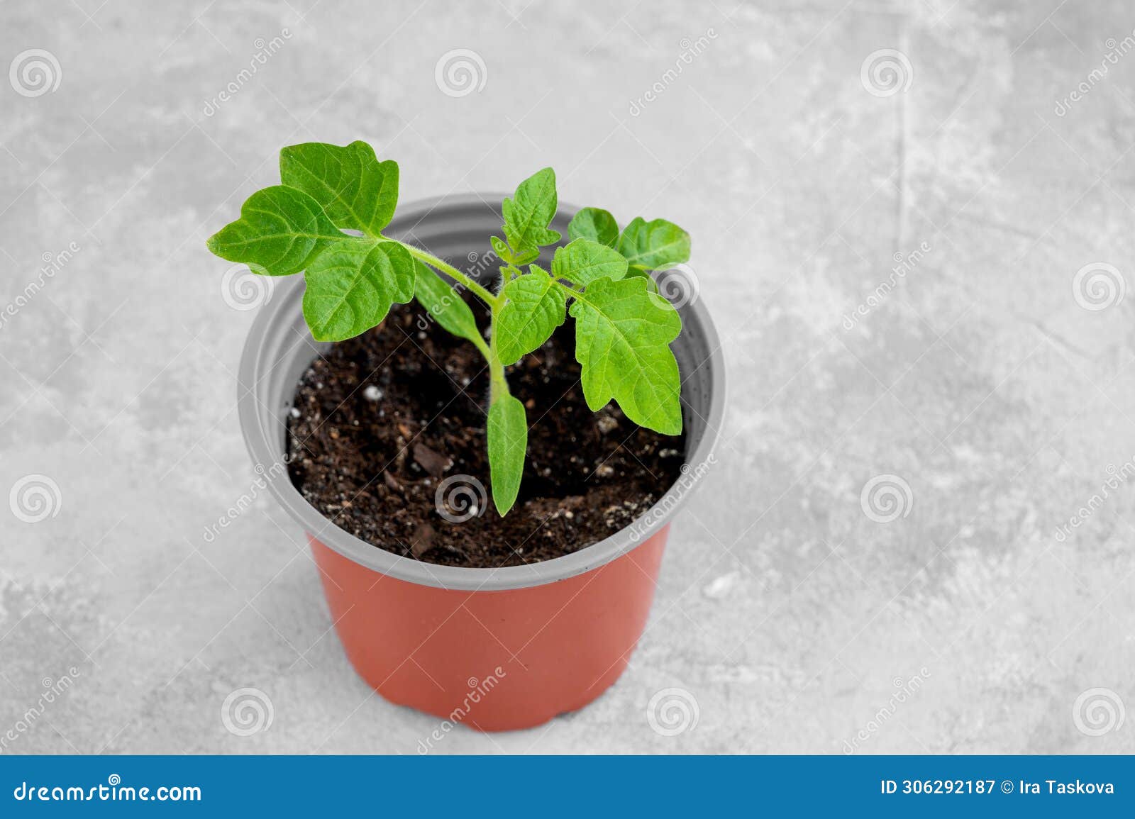 A Young Tomato Sprout Growing in a Pot on the Window. Home Gardening ...