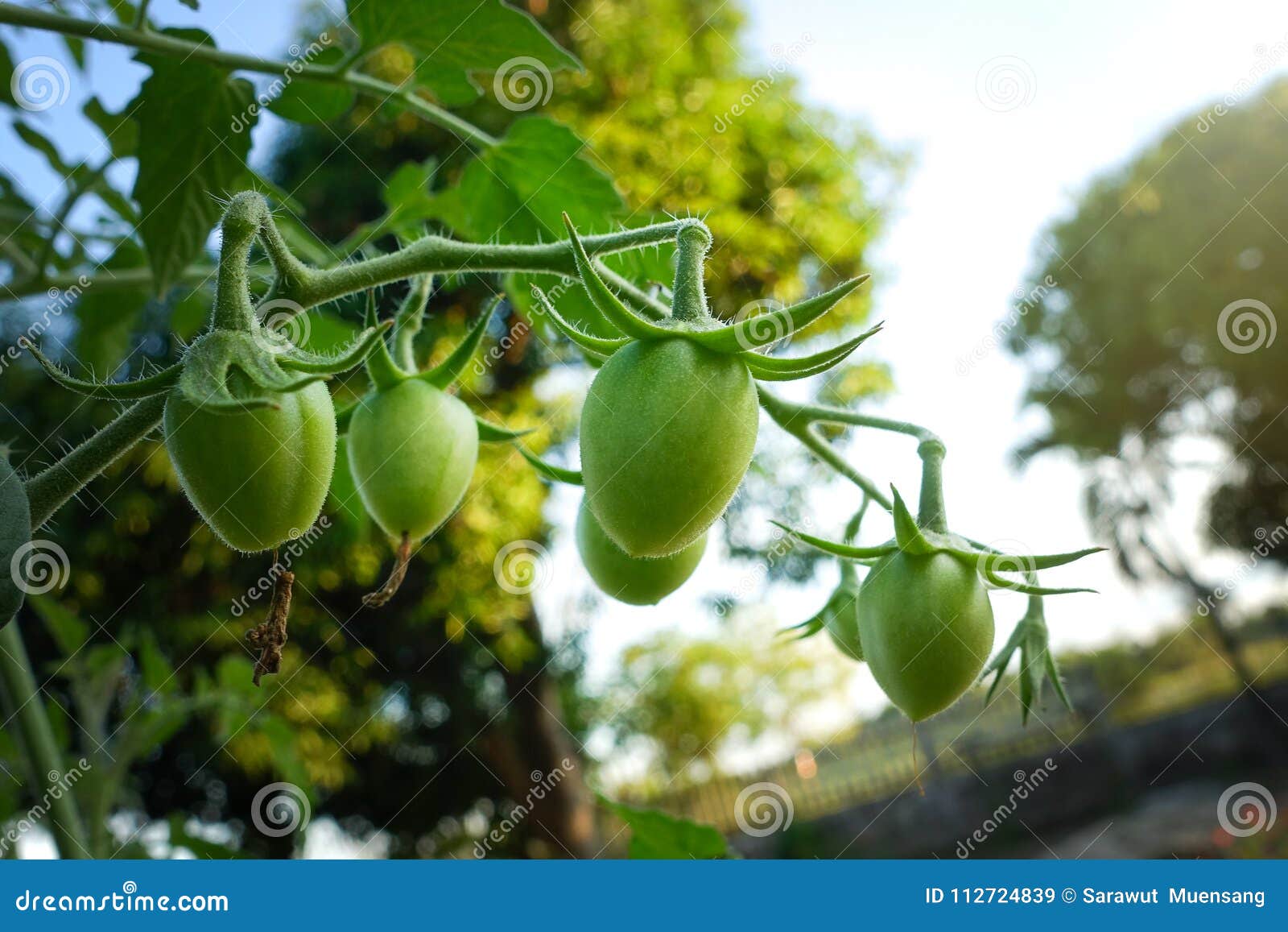 Young Tomato on Tree, Vegetable Editorial Stock Image - Image of ...