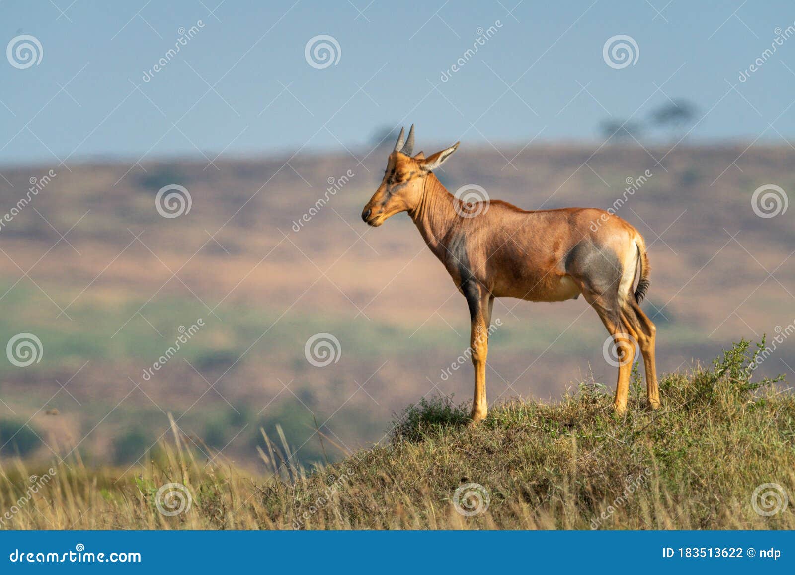 Young Topi Stands on Mound in Profile Stock Photo - Image of savanna ...