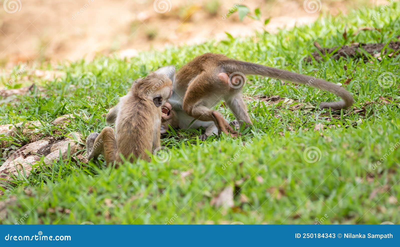 Young Toque Macaque Siblings Play-fighting on the Ground. Wrestle on ...