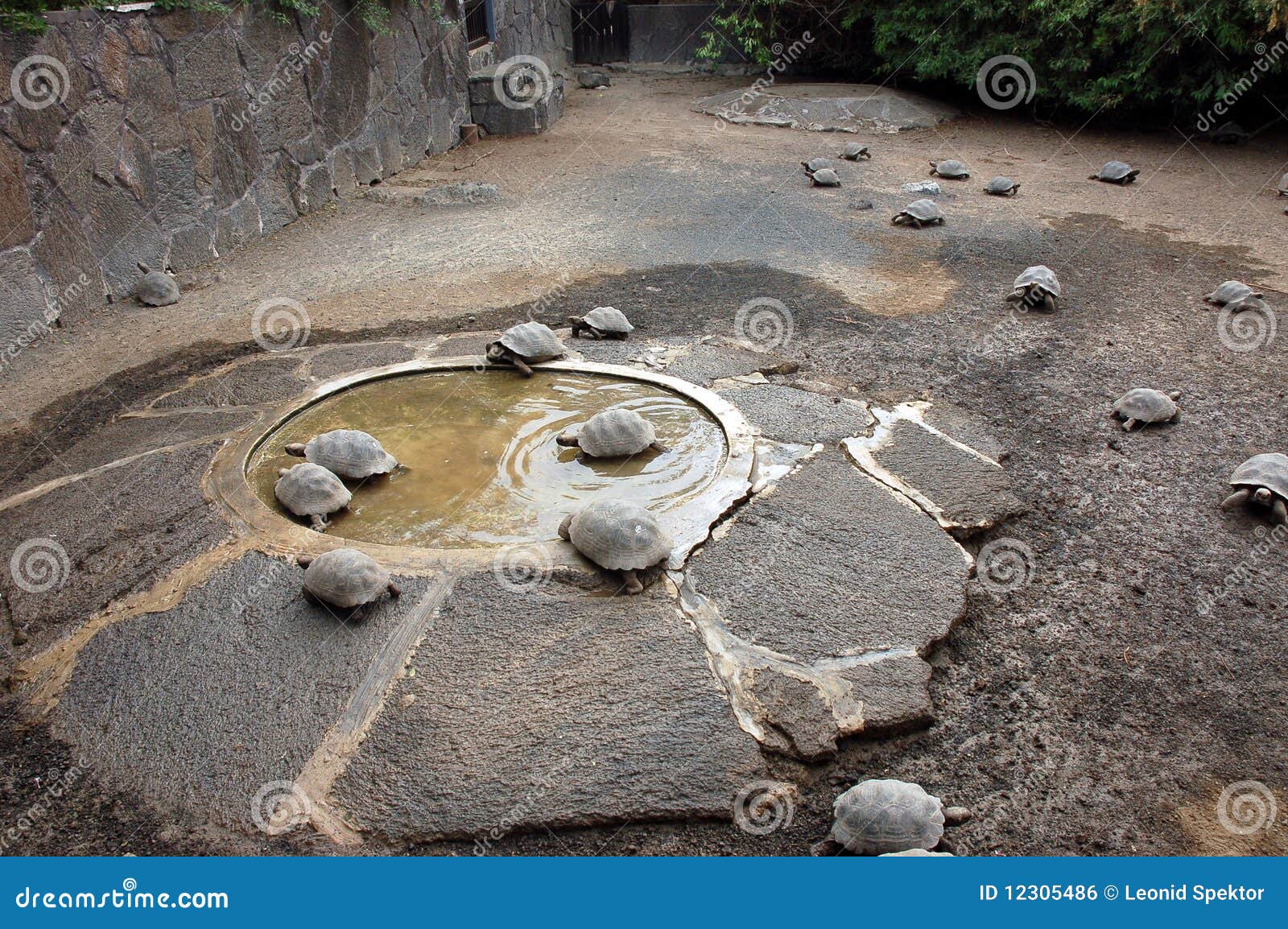 Young Tortoises Farm, Galapagos. Stock Photo - Image of enclosure ...
