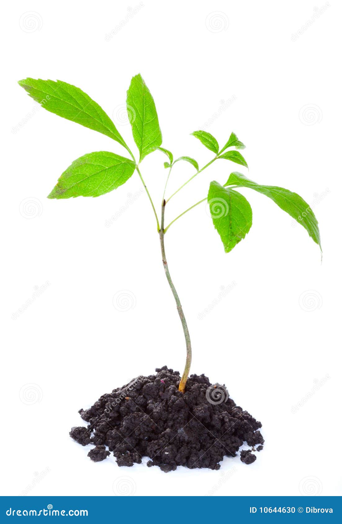 Young Tree Isolated On White Stock Photography | CartoonDealer.com ...