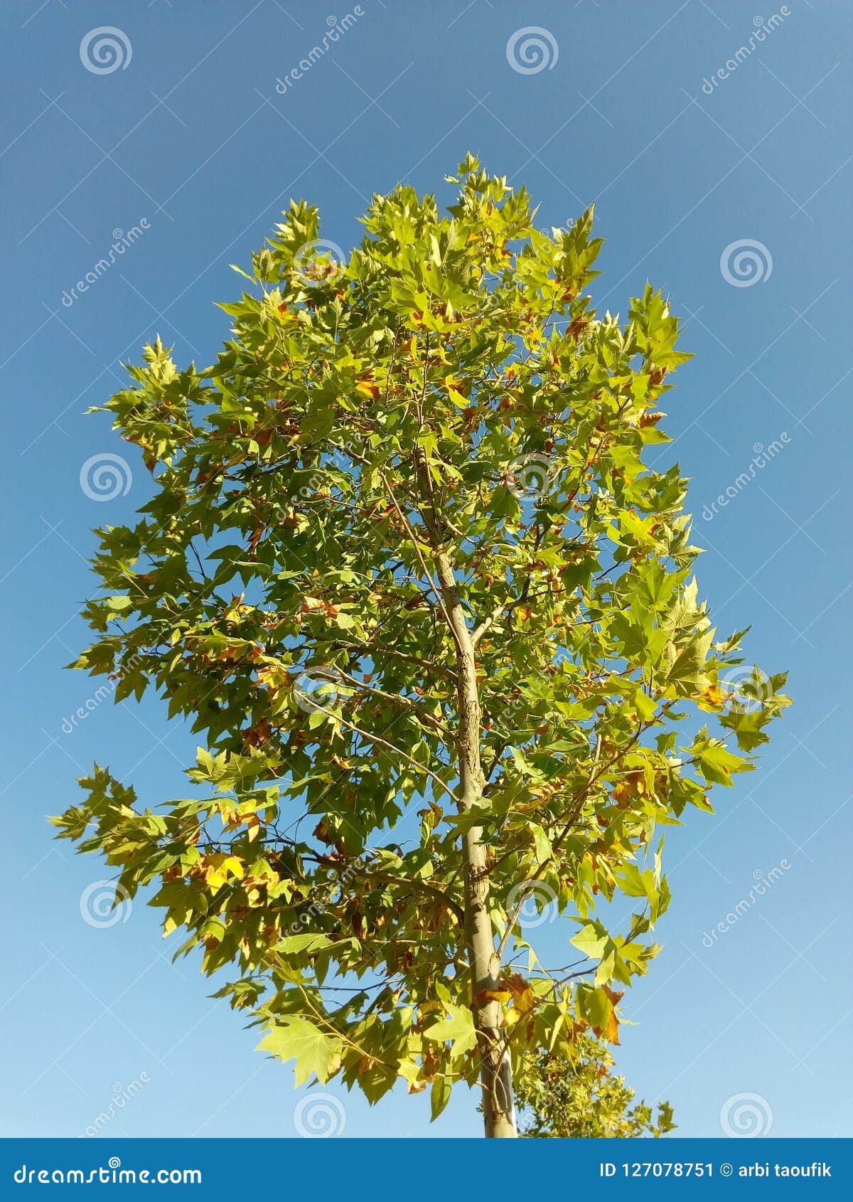 Young tree stock image. Image of dreams, tree, simple - 127078751