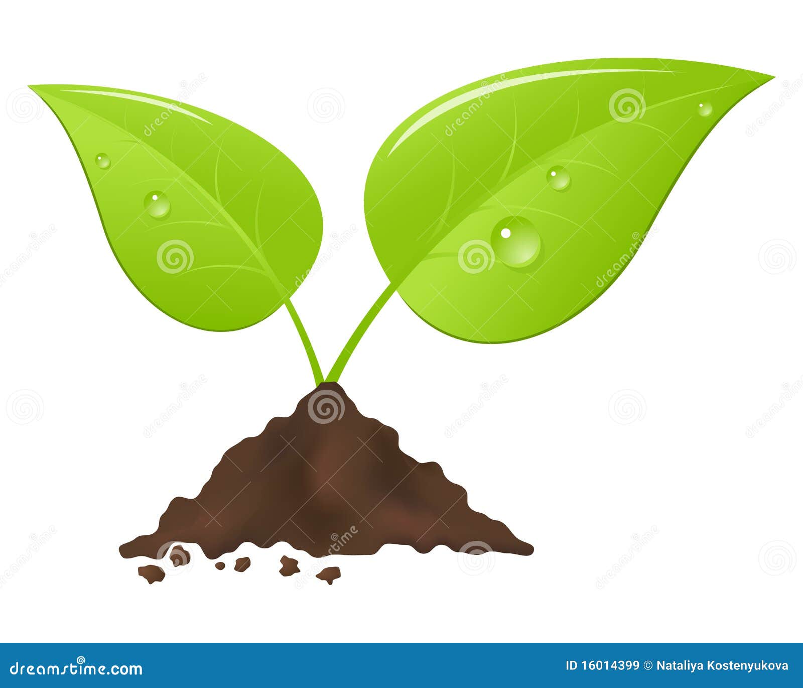 Young tree stock vector. Illustration of symbol, isolated - 16014399