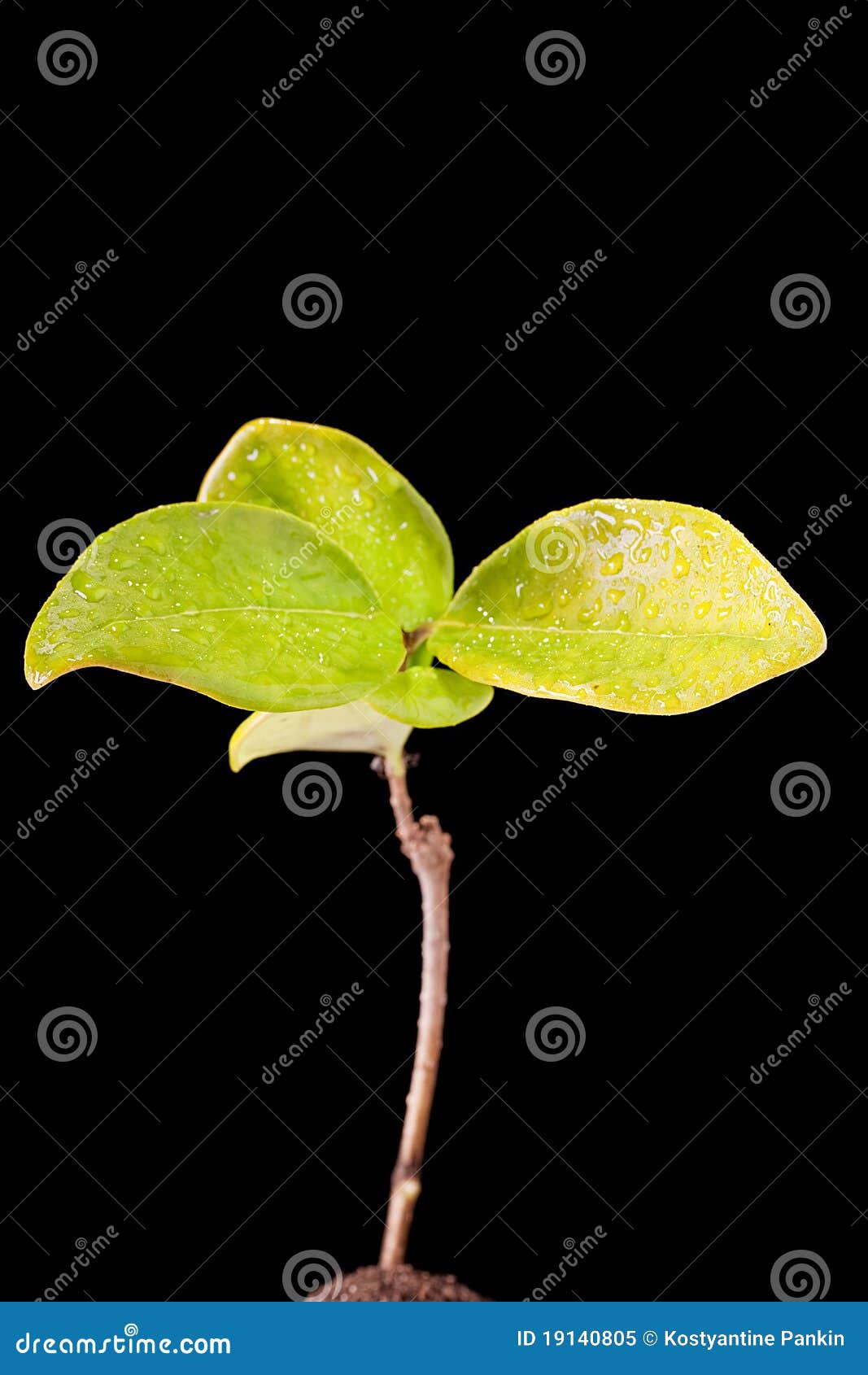 Young tree stock image. Image of tree, botany, young - 19140805