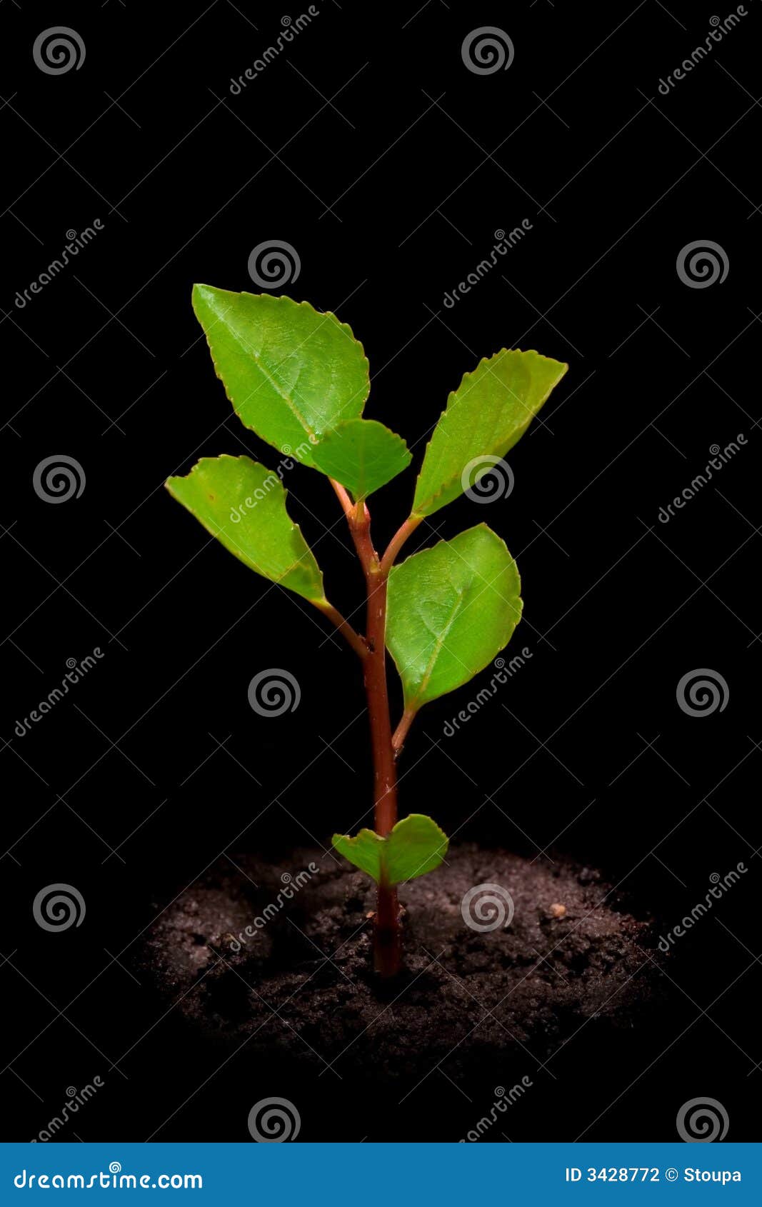Young tree stock photo. Image of leaf, metaphor, mysterious - 3428772