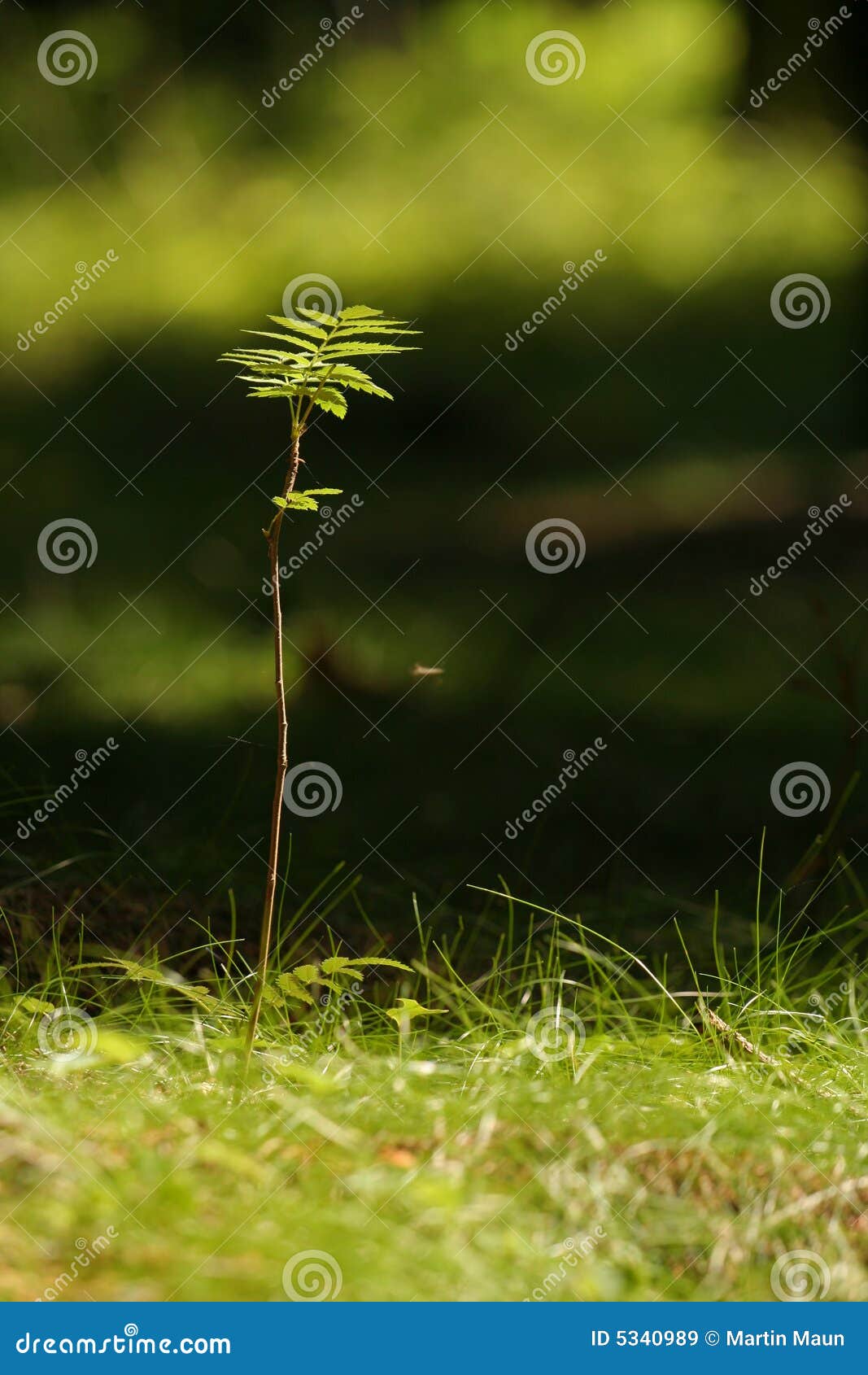 Young Tree stock image. Image of young, juvenile, fresh - 5340989