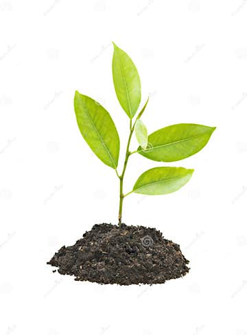 Young tree stock image. Image of growth, origin, nature - 9128891