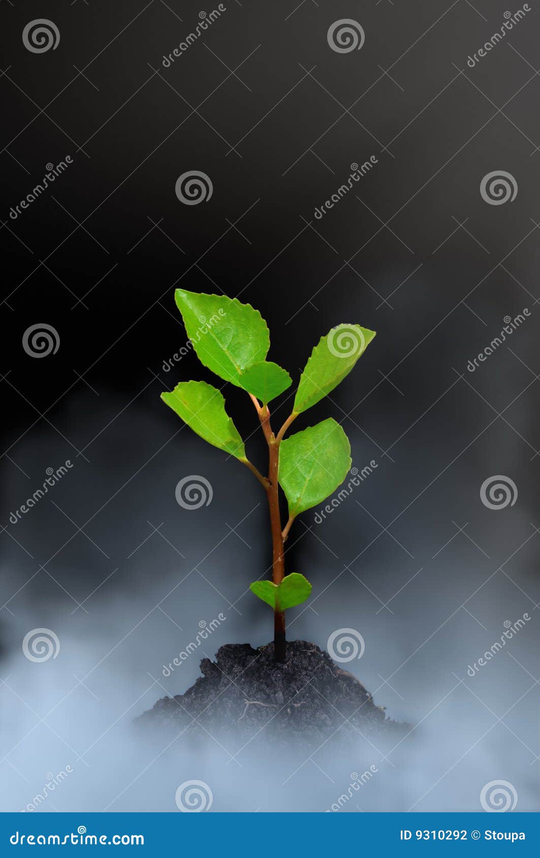 Young tree stock photo. Image of life, mysterious, mystic - 9310292