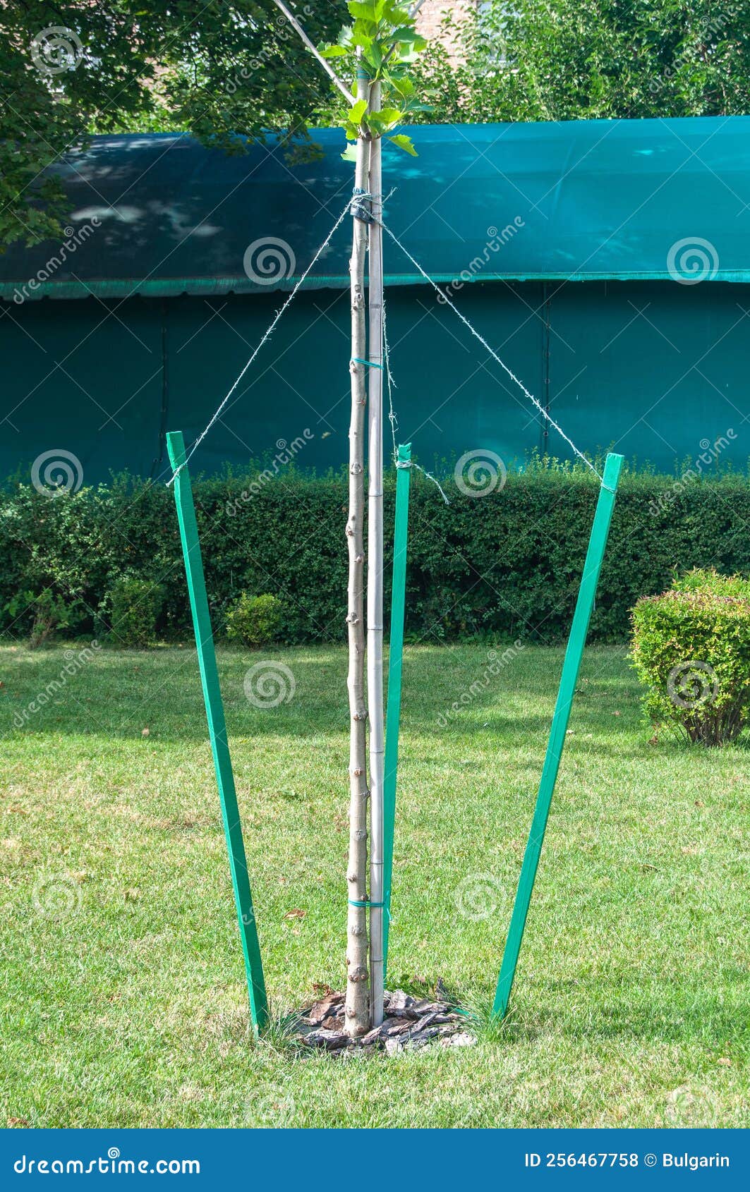 Young Tree in Autumn with Props Installed Stock Photo - Image of autumn ...