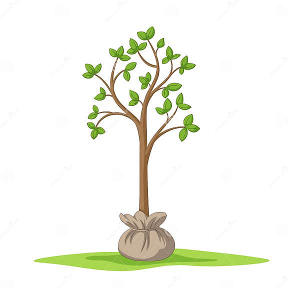 Young Tree in the Bale stock vector. Illustration of forest - 130066790