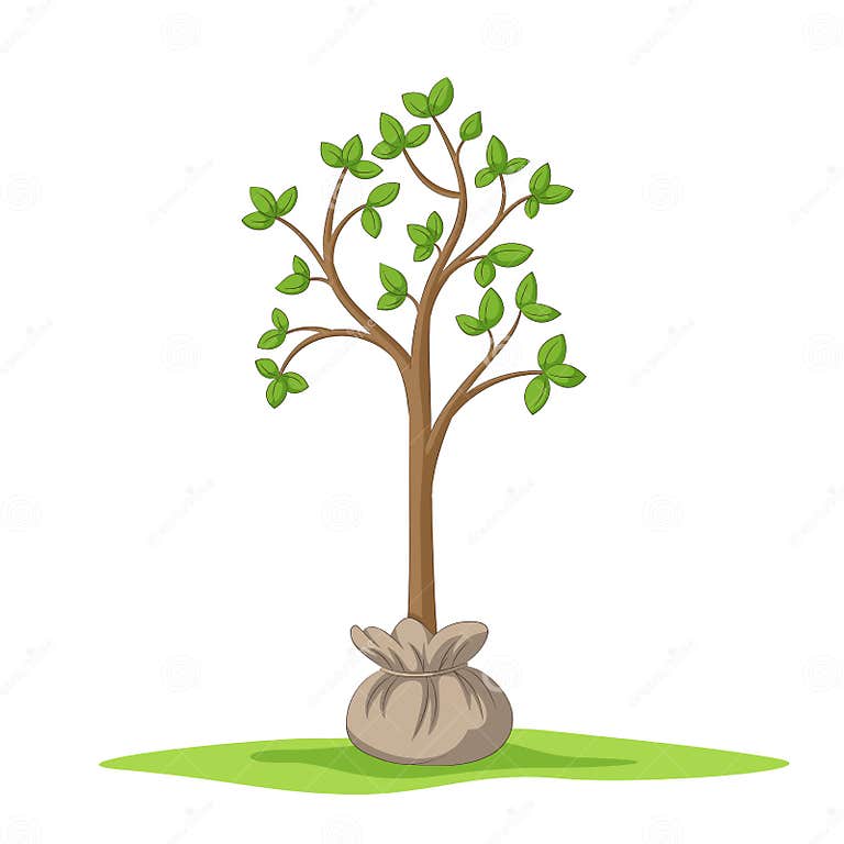 Young Tree in the Bale stock vector. Illustration of forest - 130066790