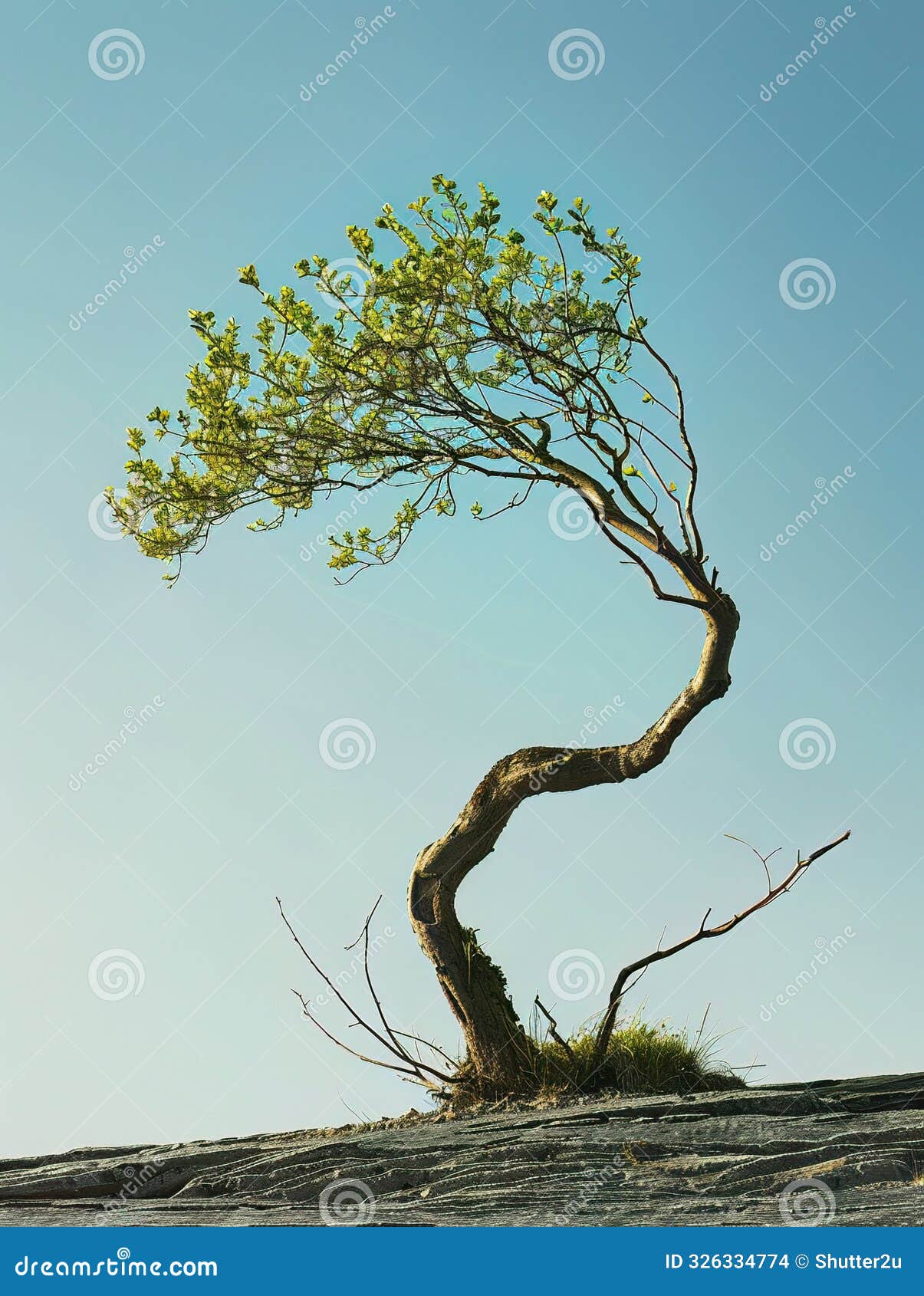 A Young Tree Bending but Not Breaking in the Wind Symbolizing ...