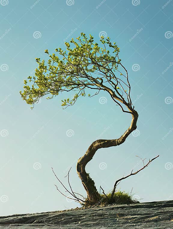 A Young Tree Bending but Not Breaking in the Wind Symbolizing ...