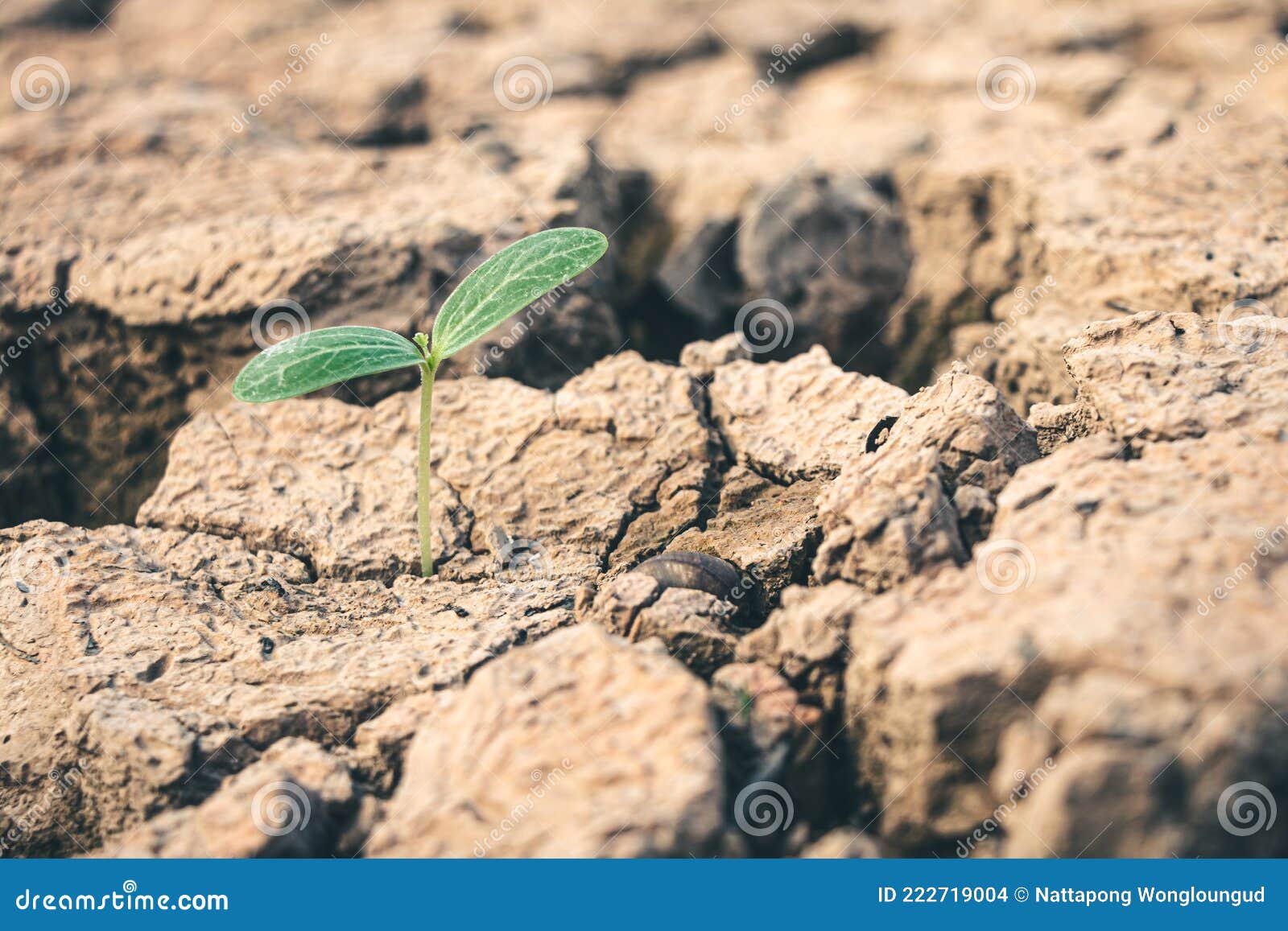 Young Tree that is Born from a Plant that is Growing Stock Photo ...