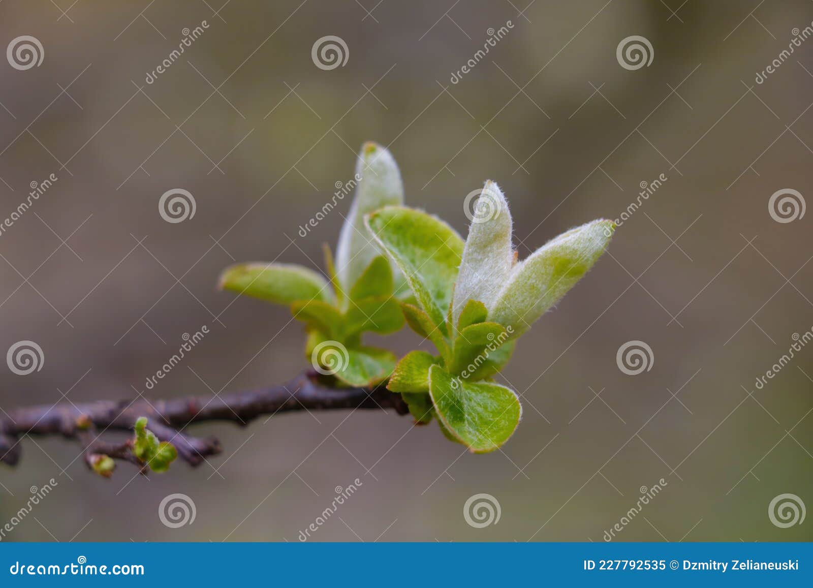 A Young Tree Branch with a Green Leaf. the Awakening of Nature, the ...