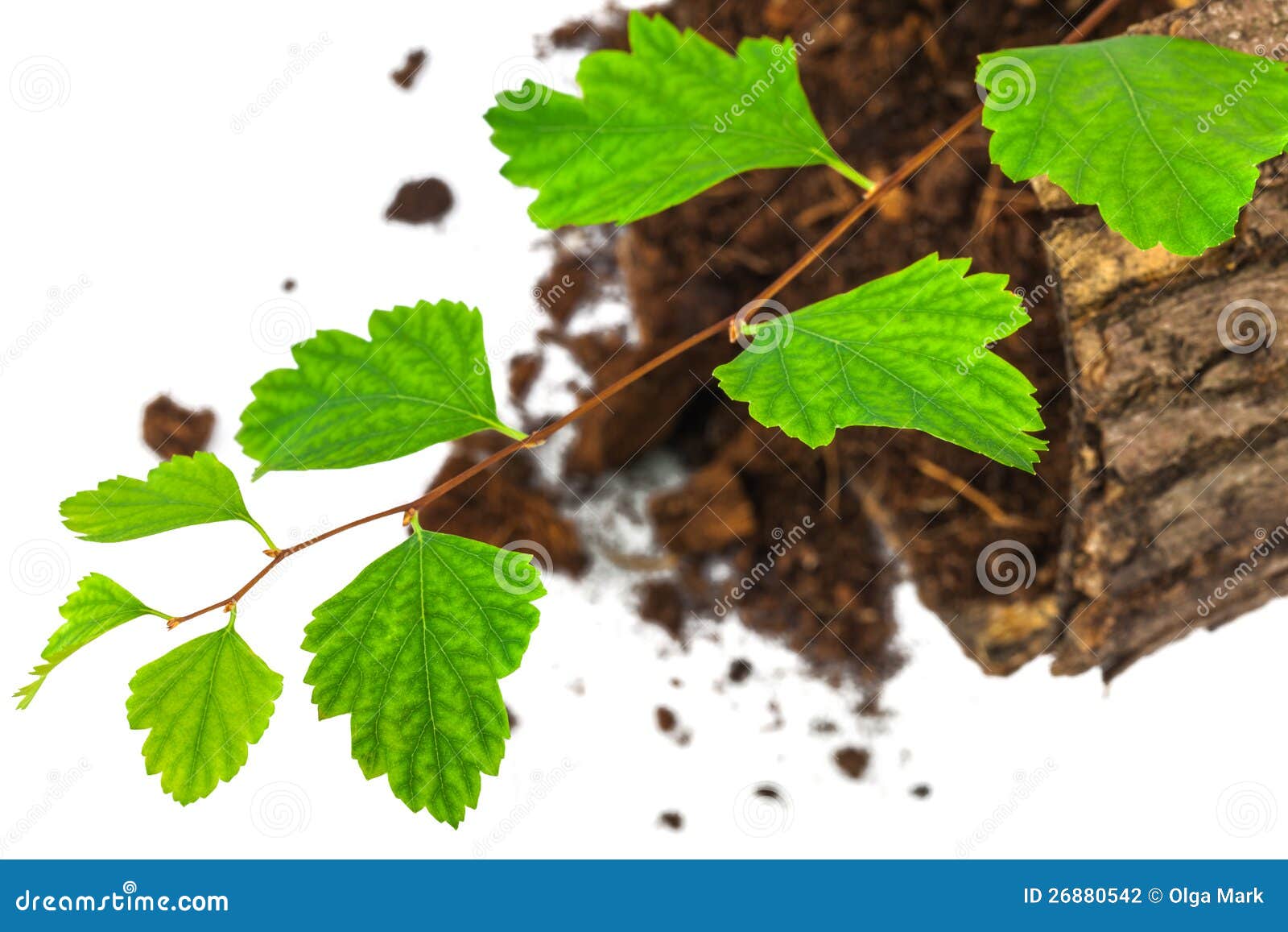Young Tree Branch with Ground Stock Photo - Image of flora, environment ...