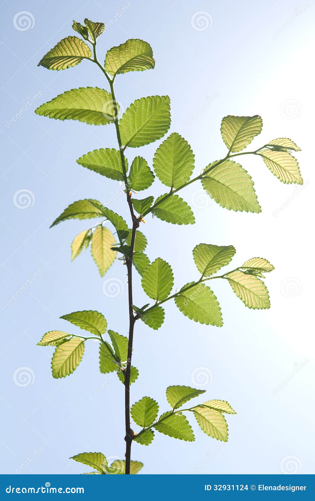 Young tree branch stock photo. Image of ecology, design - 32931124