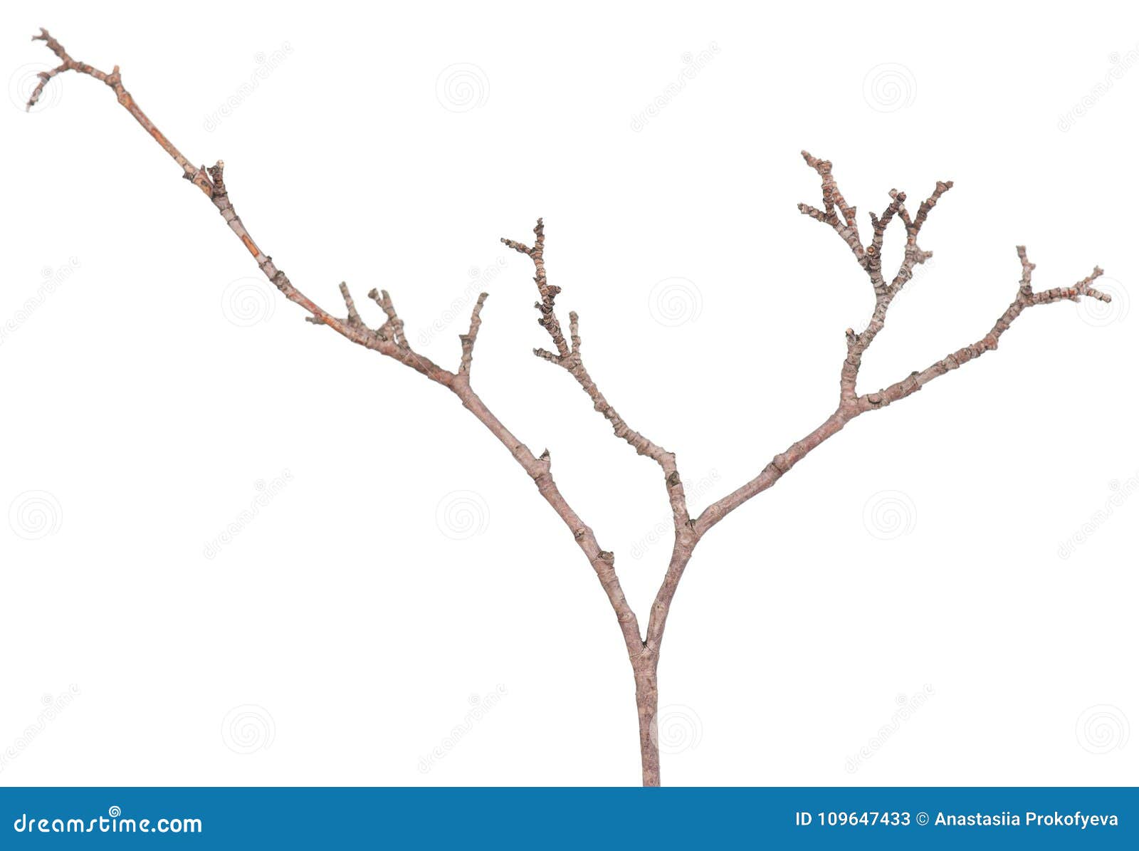 Young tree branch stock image. Image of beauty, pastel - 109647433