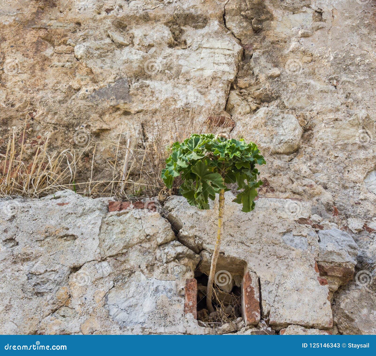 A Young Tree Broke through an Old Concrete Wall Stock Image - Image of ...