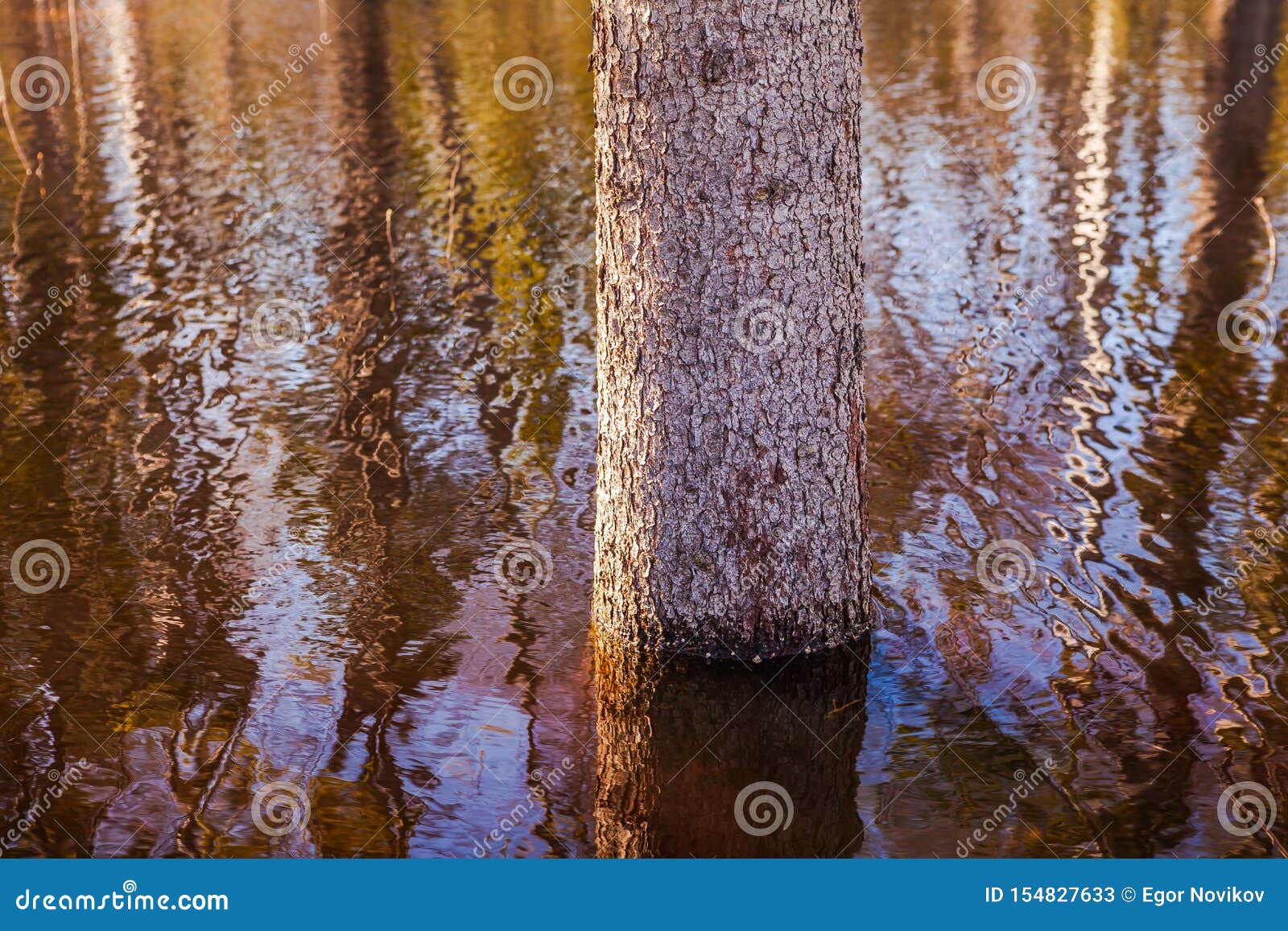 Young Tree in the Center of a Large Puddle, Flooded Area Stock Image ...