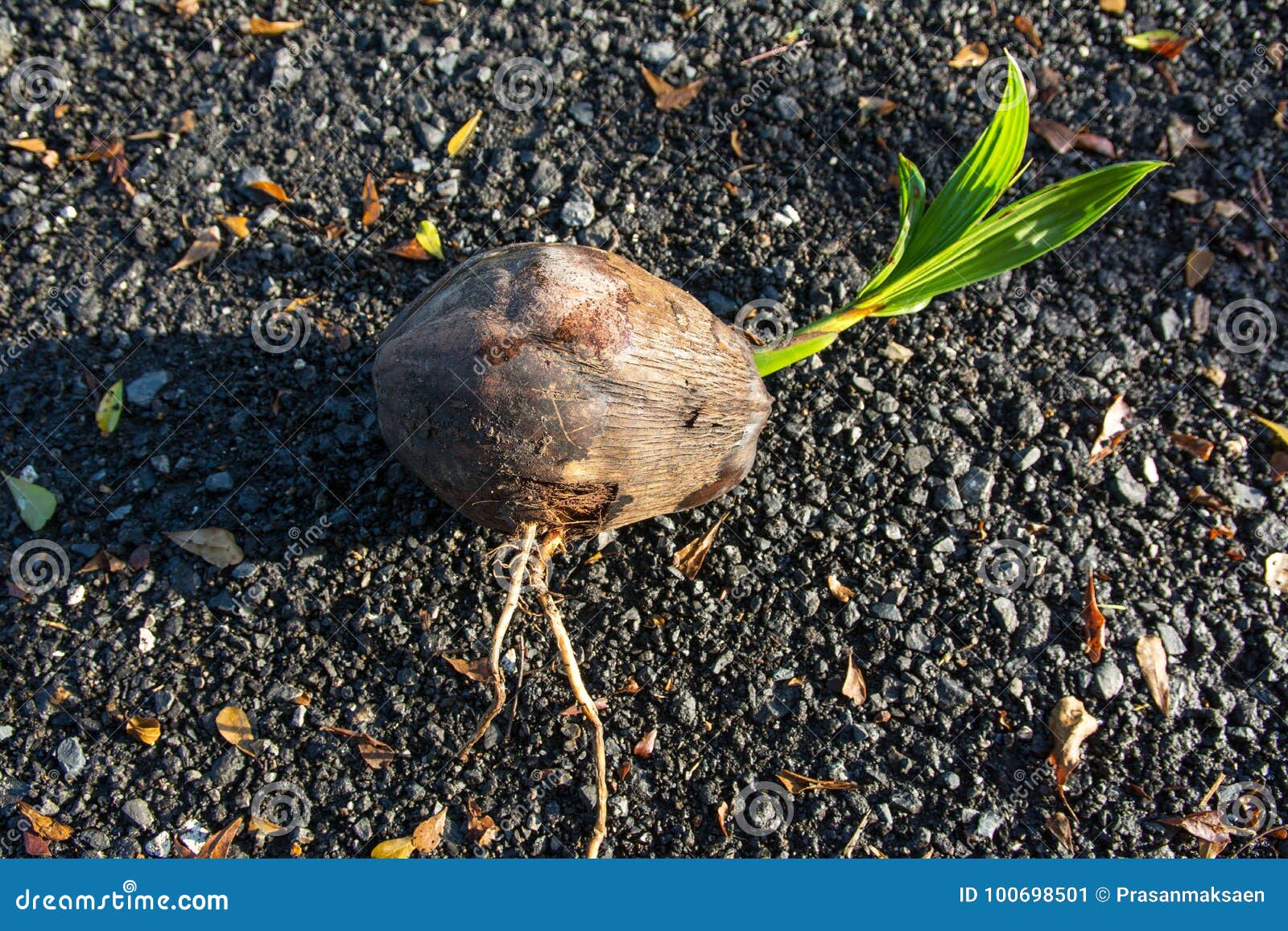 Young Tree Coconut Seedling Stock Image - Image of beach, seedling ...