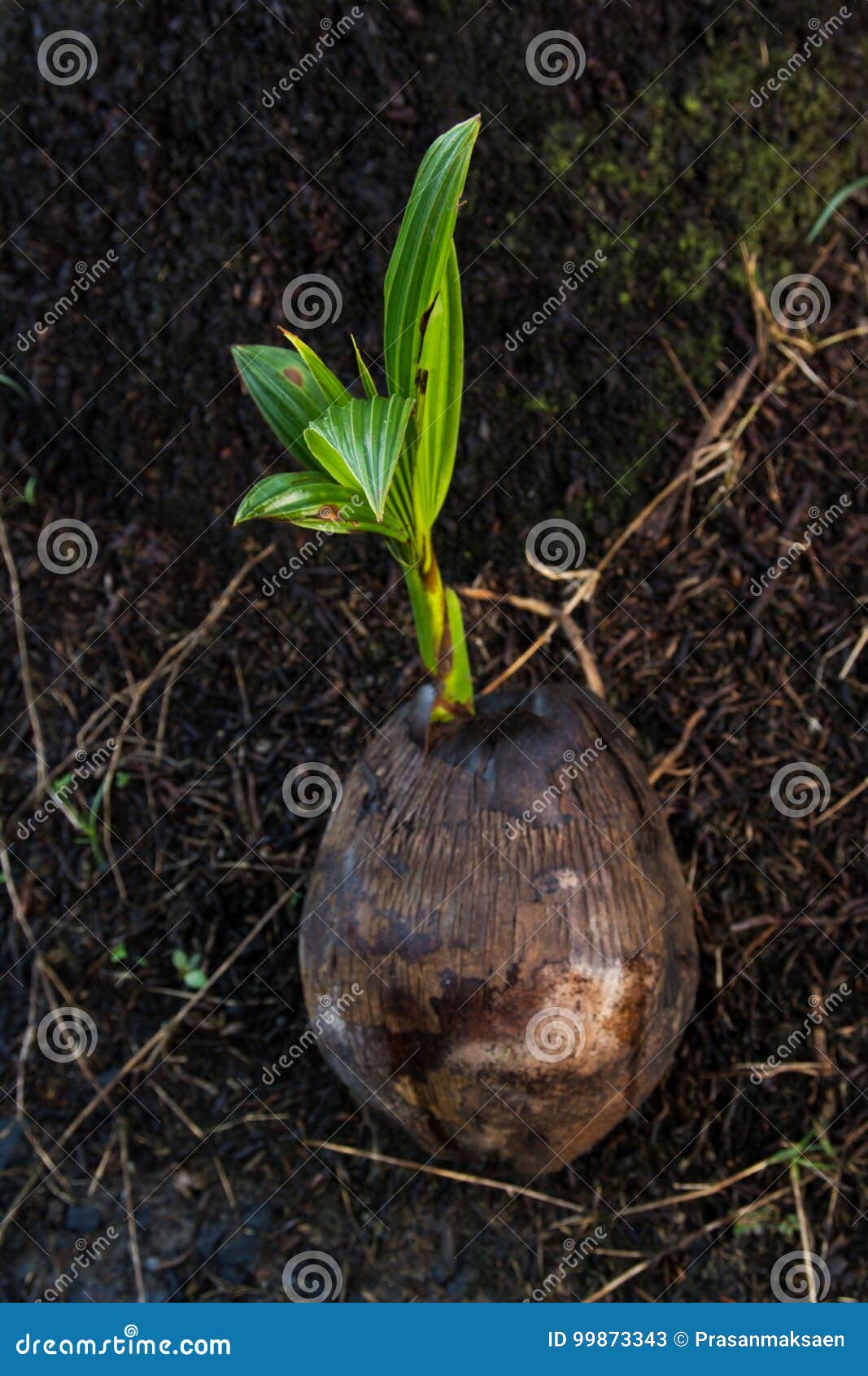 Young Tree Coconut Seedling Stock Image - Image of shoot, ground: 99873343