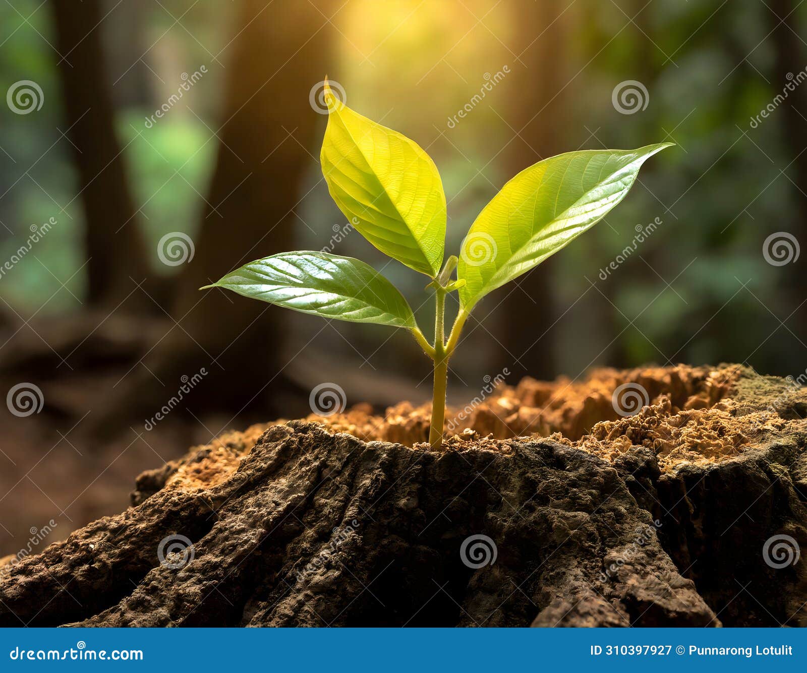 Young Tree Emerging from Old Tree Stump with Tropical Forest Background ...