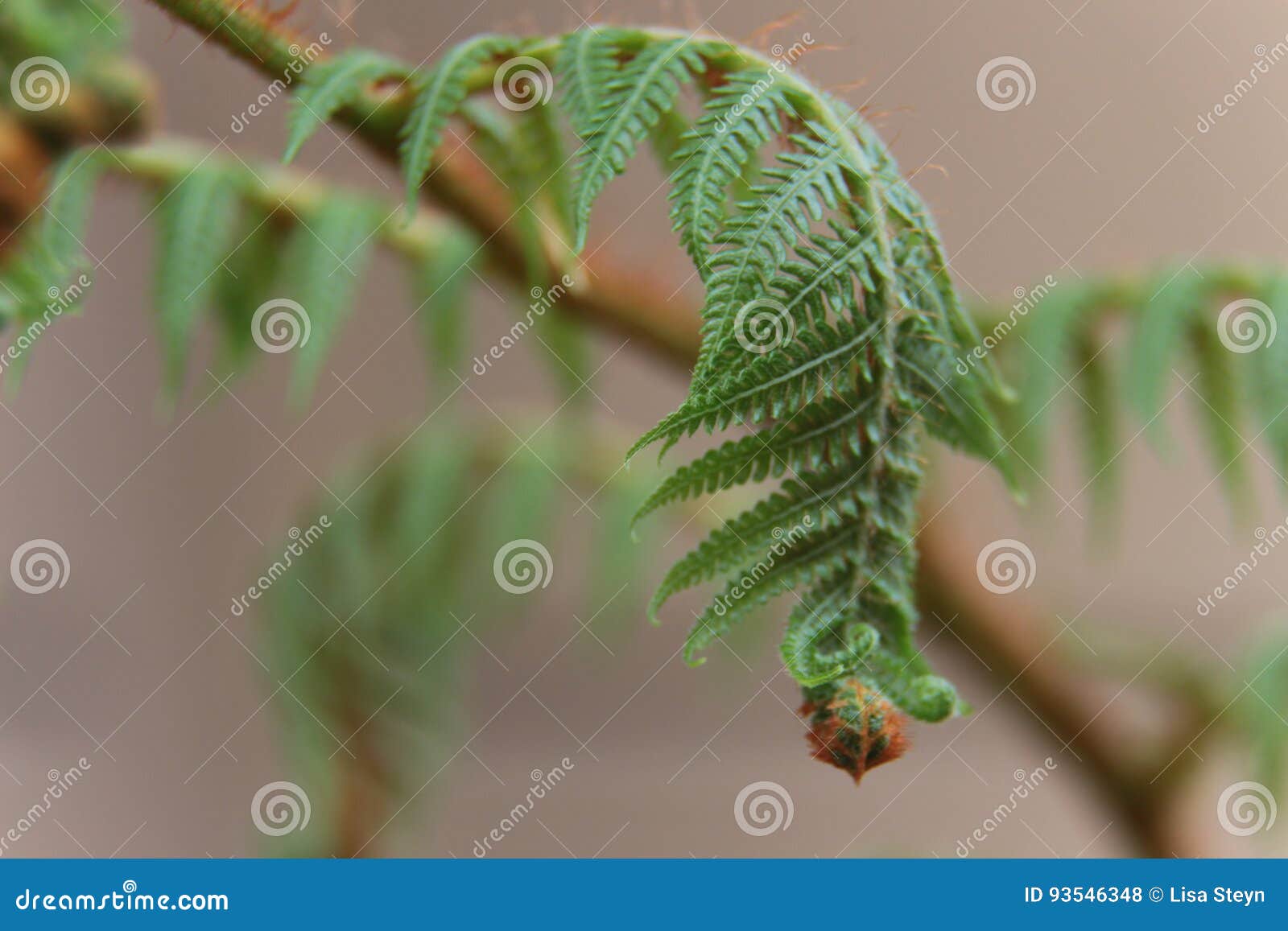 Young tree fern leaf stock photo. Image of little, town - 93546348