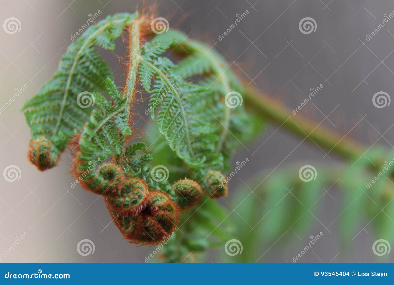 Young tree fern leaf stock photo. Image of stunning, black - 93546404