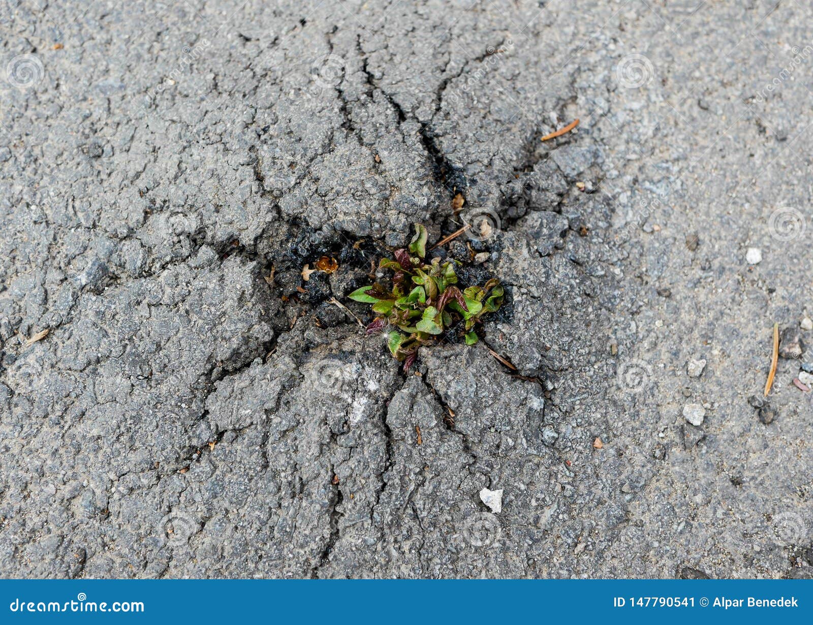 Young Tree Finding a Way To Life Breaking Trough the Asphalt Stock ...
