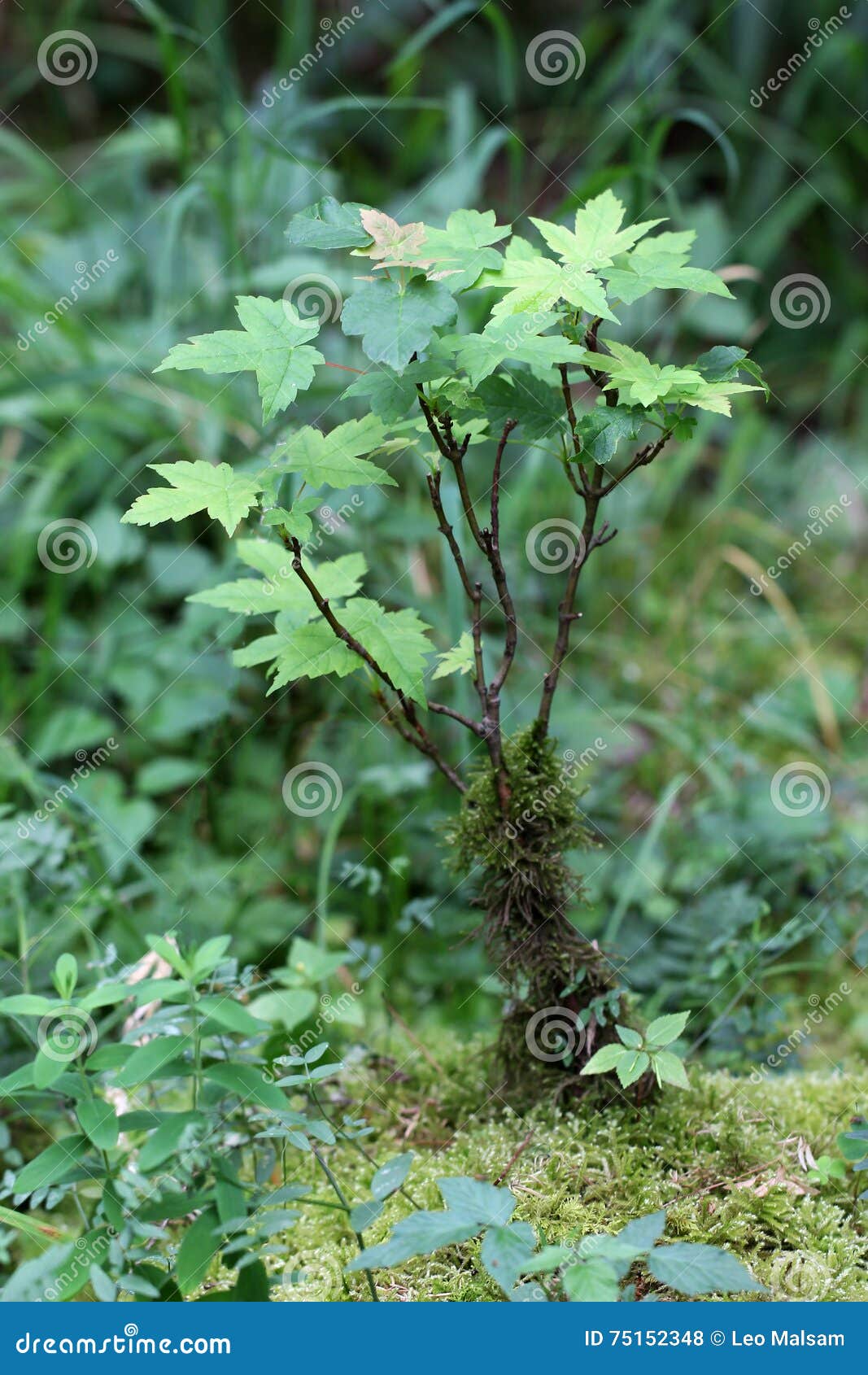 The young tree stock photo. Image of leaf, spring, closeup - 75152348