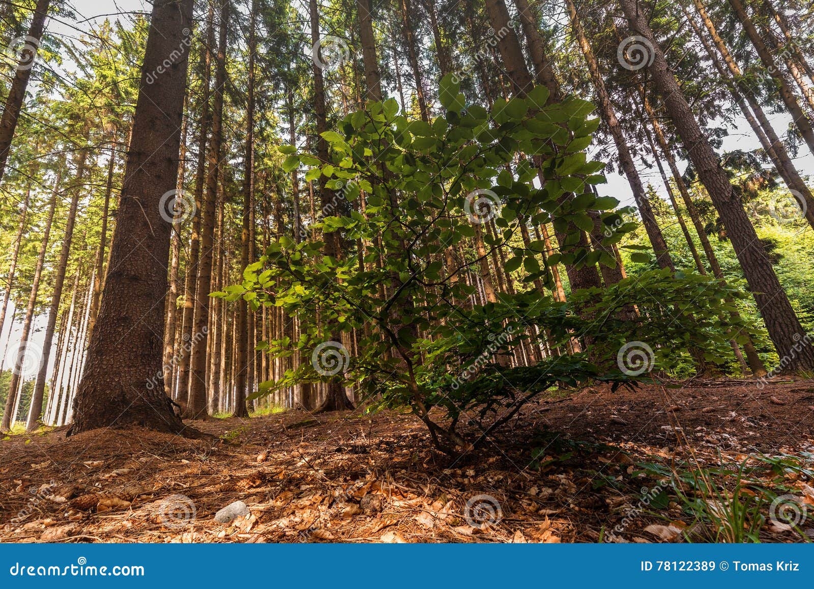 Young tree in the forest stock image. Image of beautiful - 78122389