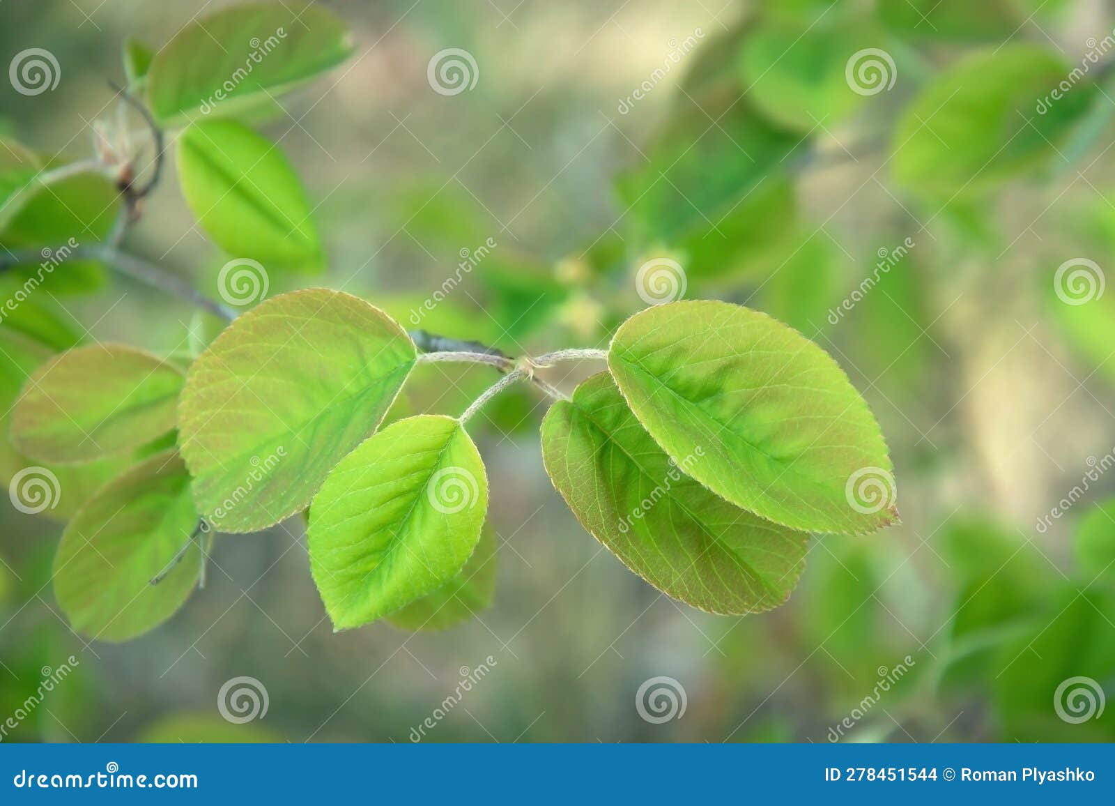 A Young Tree in the Forest. Leaves of a Young Tree Stock Photo - Image ...