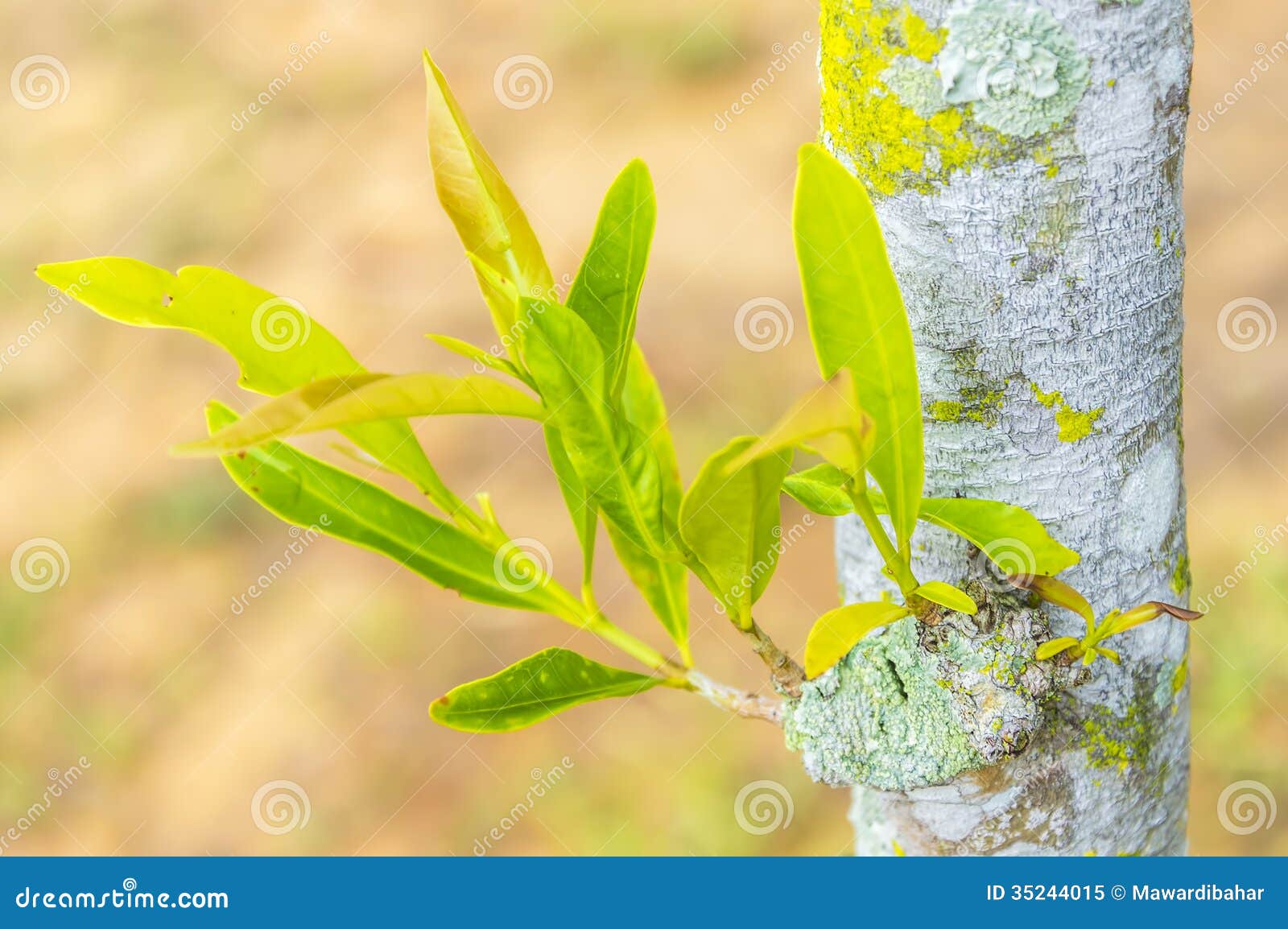 Young tree stock image. Image of concept, ecology, cultivate - 35244015