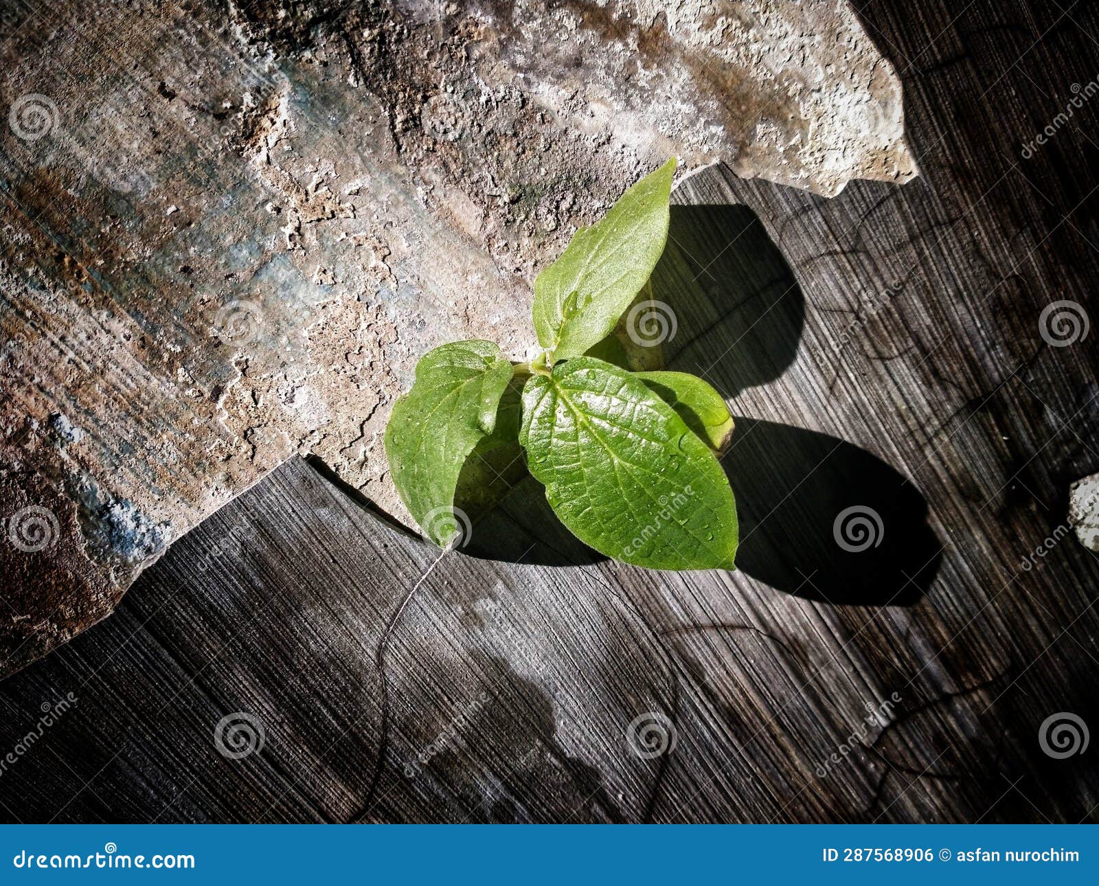 Young Tree Growing through Cracked Wall Stock Photo - Image of forest ...