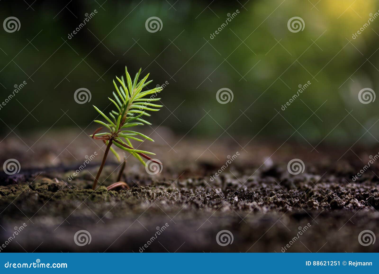 Young Tree Growing in Forest Stock Image - Image of environmental ...