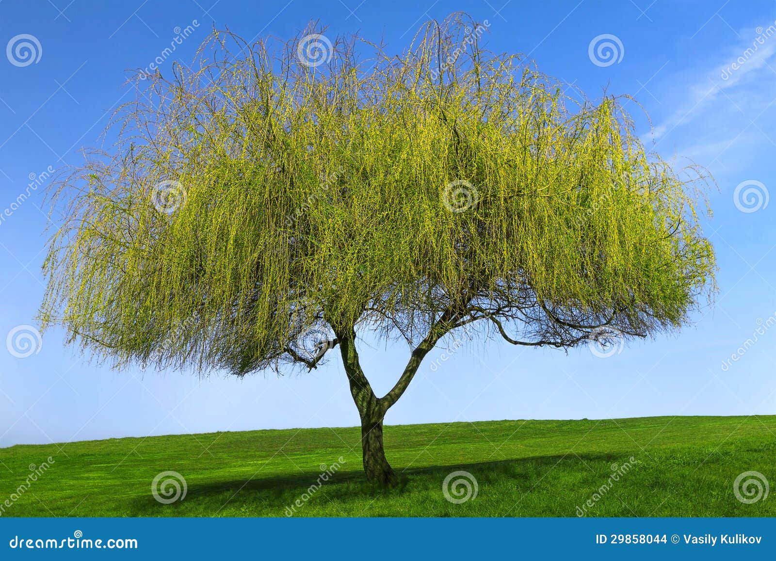 Young willow stock photo. Image of river, grass, tranquil - 29858044