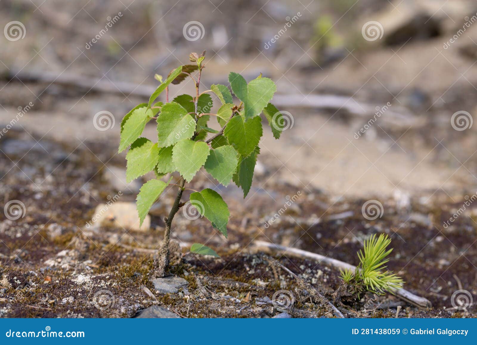 Young Tree Growing on the Ground in the Spring Stock Image - Image of ...