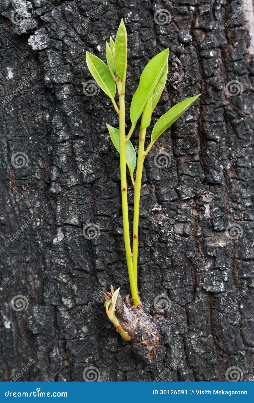 Tree Growing on the Old Timber Stock Image - Image of garden, forest ...