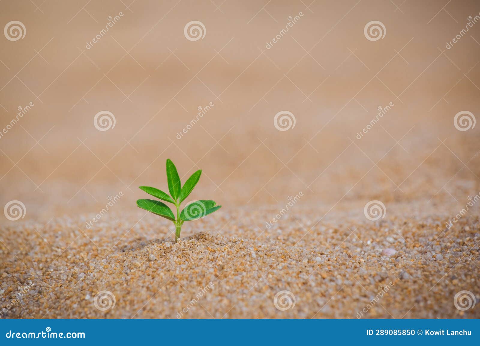A Young Tree is Growing Over Sand, on the Beach. Growth Environment ...
