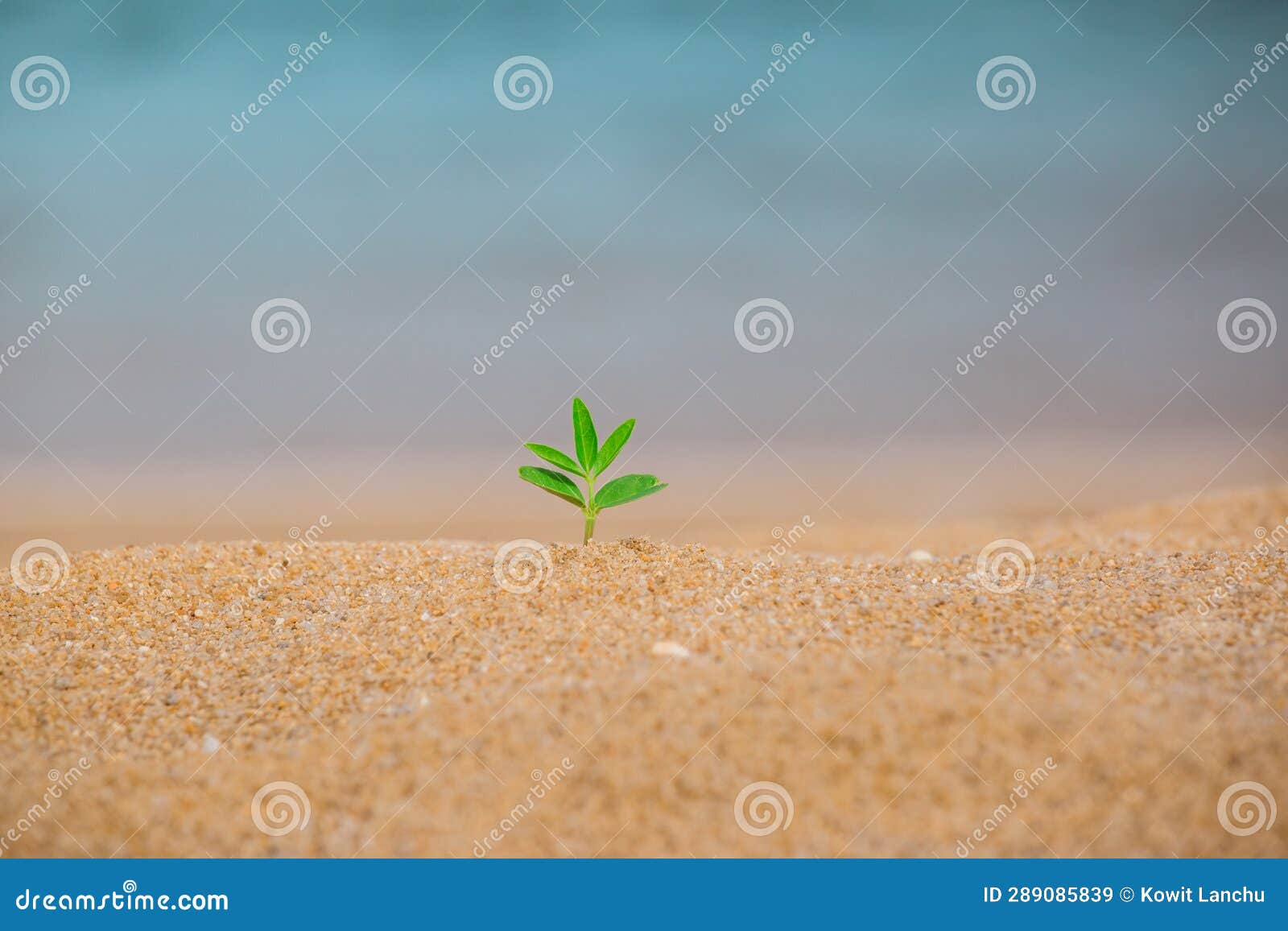 A Young Tree is Growing Over Sand, on the Beach. Growth Environment ...