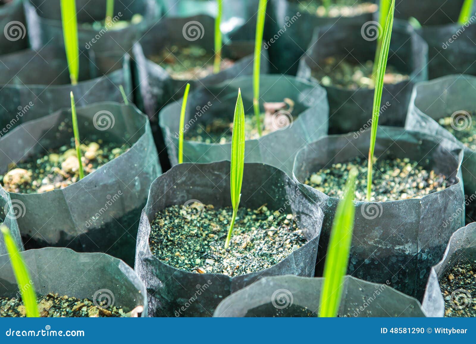 Young Tree Growing from Seed Stock Photo - Image of root, ecology: 48581290