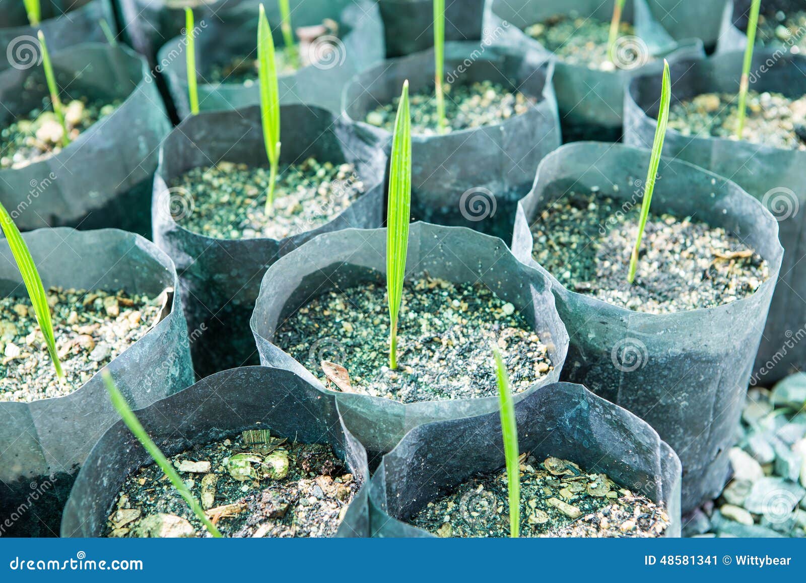 Young Tree Growing from Seed Stock Image - Image of life, small: 48581341