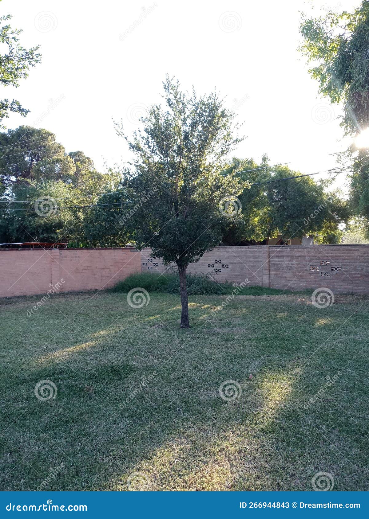 A Young Tree Growing Strong and Tall.. Stock Image - Image of garden ...