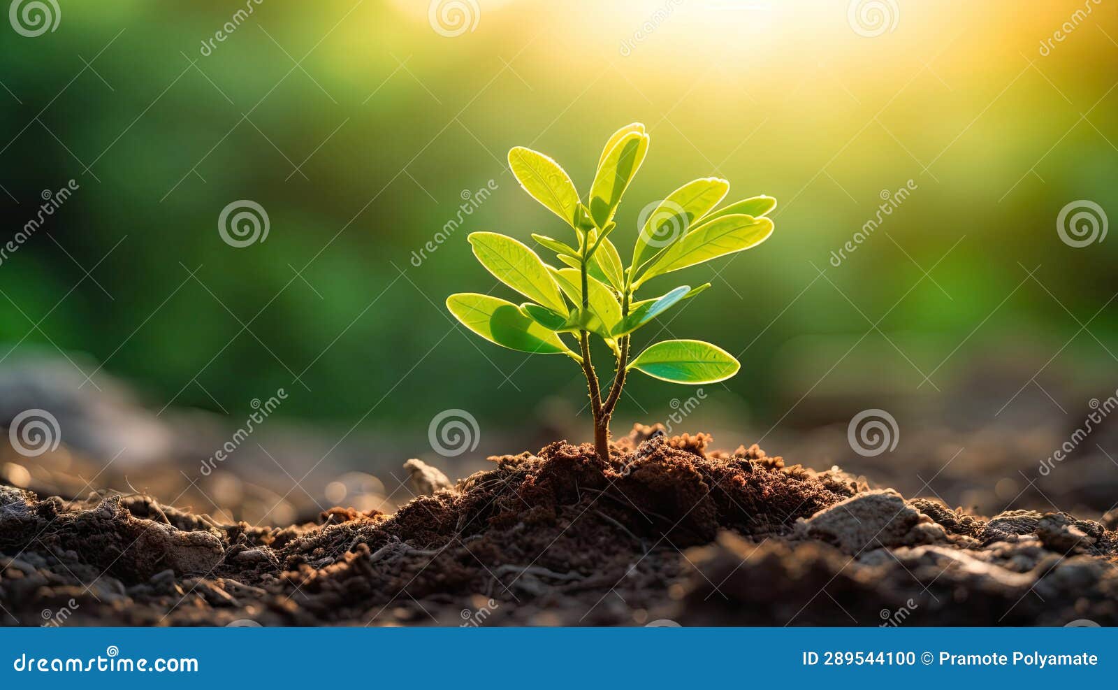Young Tree is Growing Up with Sunshine. Generative Ai Stock Photo ...