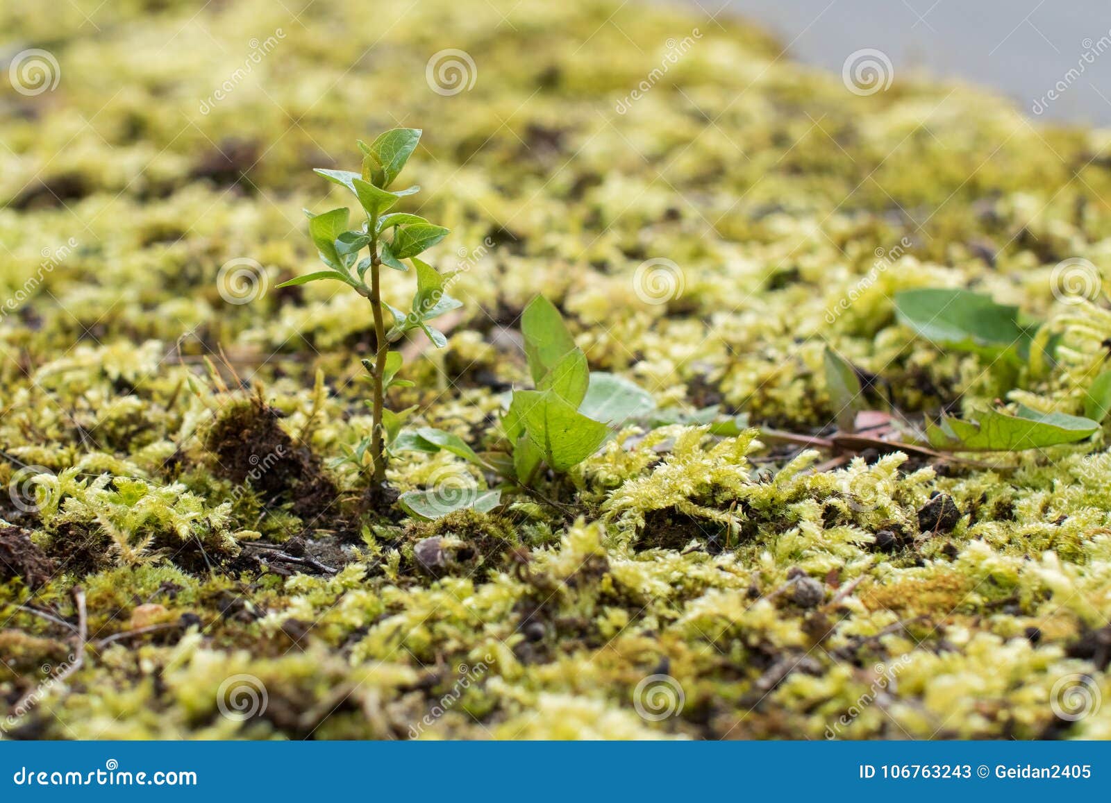 Young Tree Grows in the Moss Stock Image - Image of shoot, leaf: 106763243