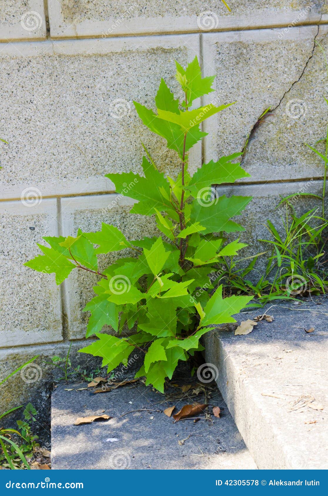 Young tree stock photo. Image of life, woods, sunlight - 42305578